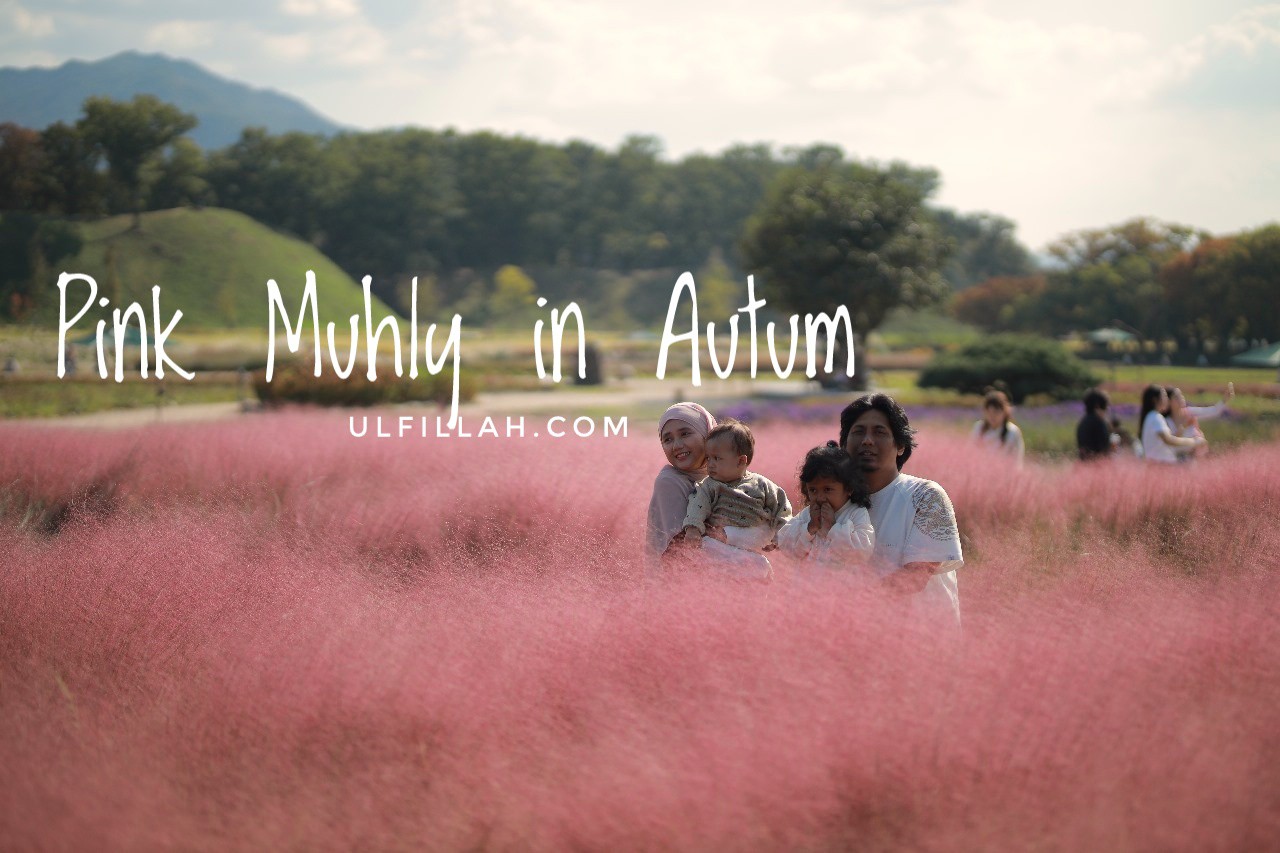 Pink Muhly Di Korea Selatan; Kapan dan Dimana? - Bala Bala Story