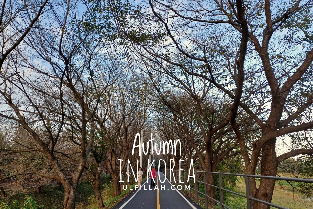 Musim Gugur Di Korea Selatan: Kapan, Suhu dan Cuaca - Bala Bala Story